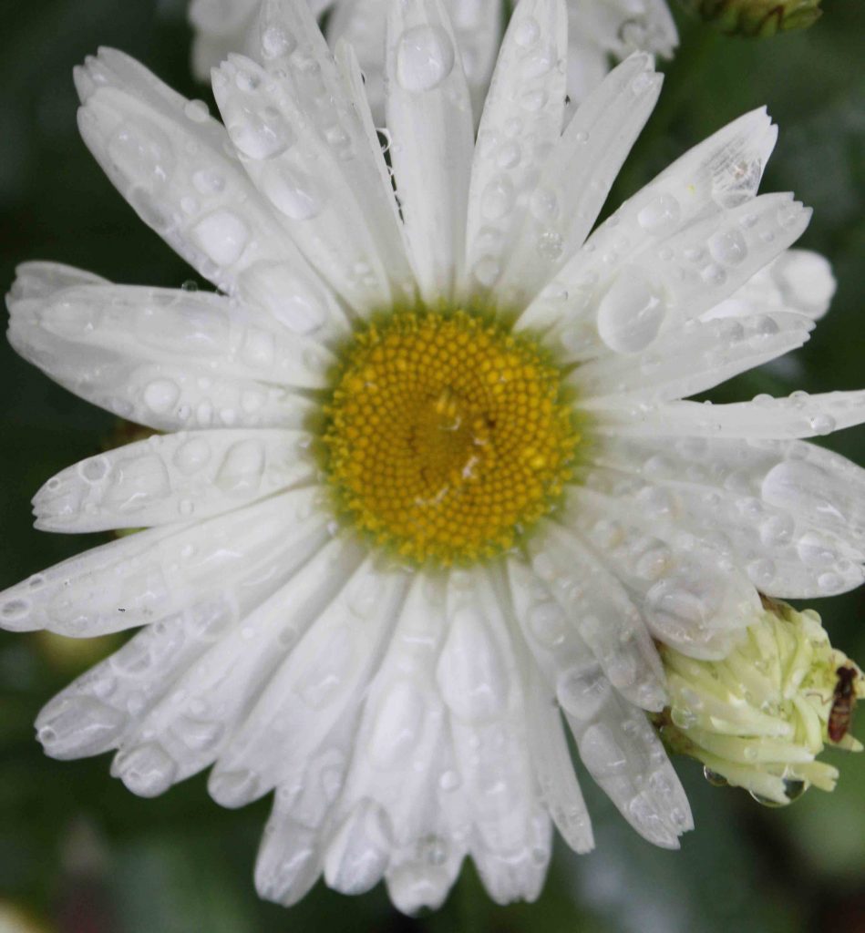 daisy web – CREATE ART 4 GOOD